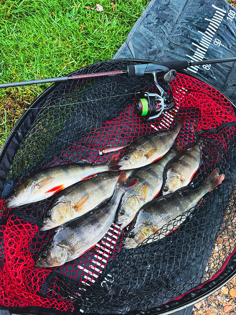Fox Rage Mini Tiddler Mixed Colour Pack Loaded • NEXT DAY DELIVERY • TT